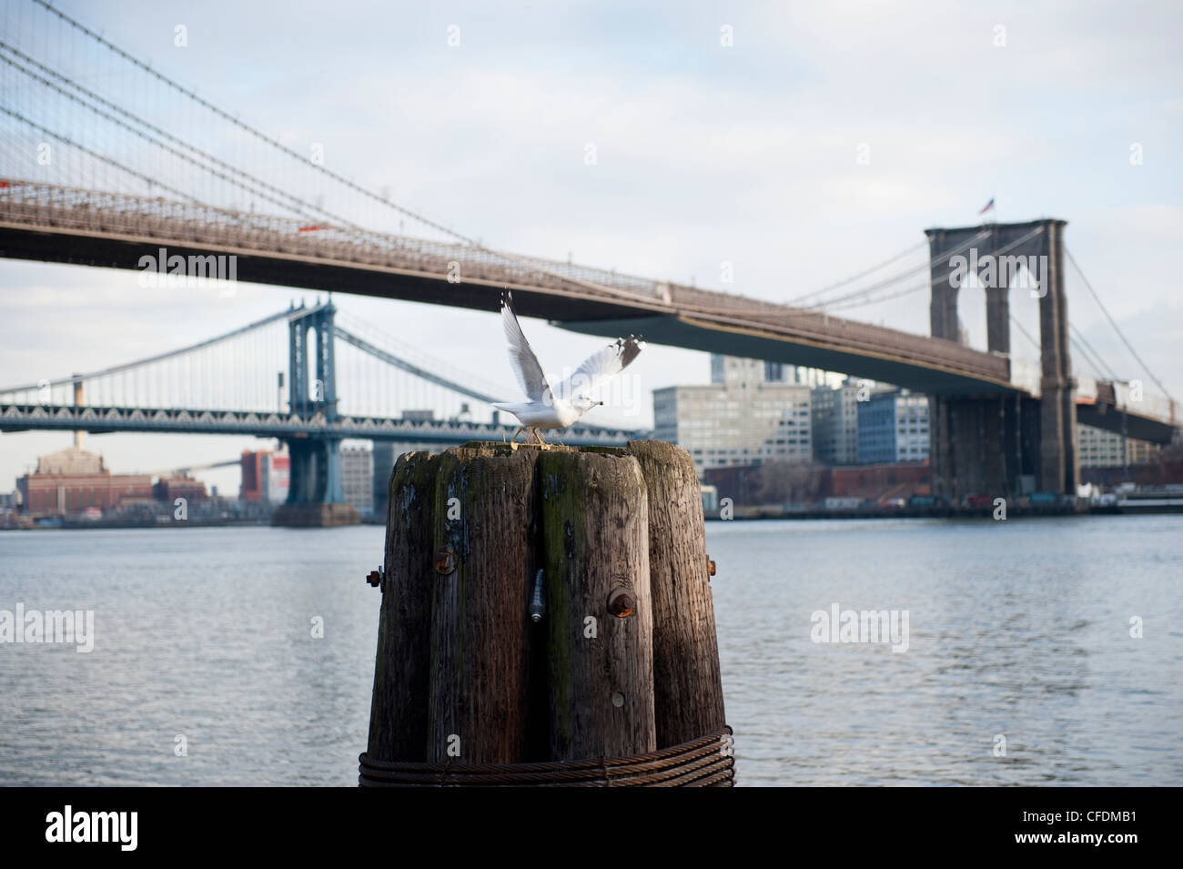Birds of brooklyn hi-res stock photography and images - Alamy