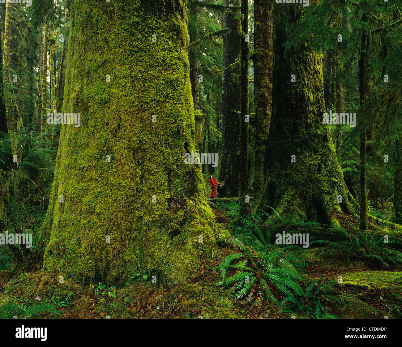Carmanah giant hi-res stock photography and images - Alamy
