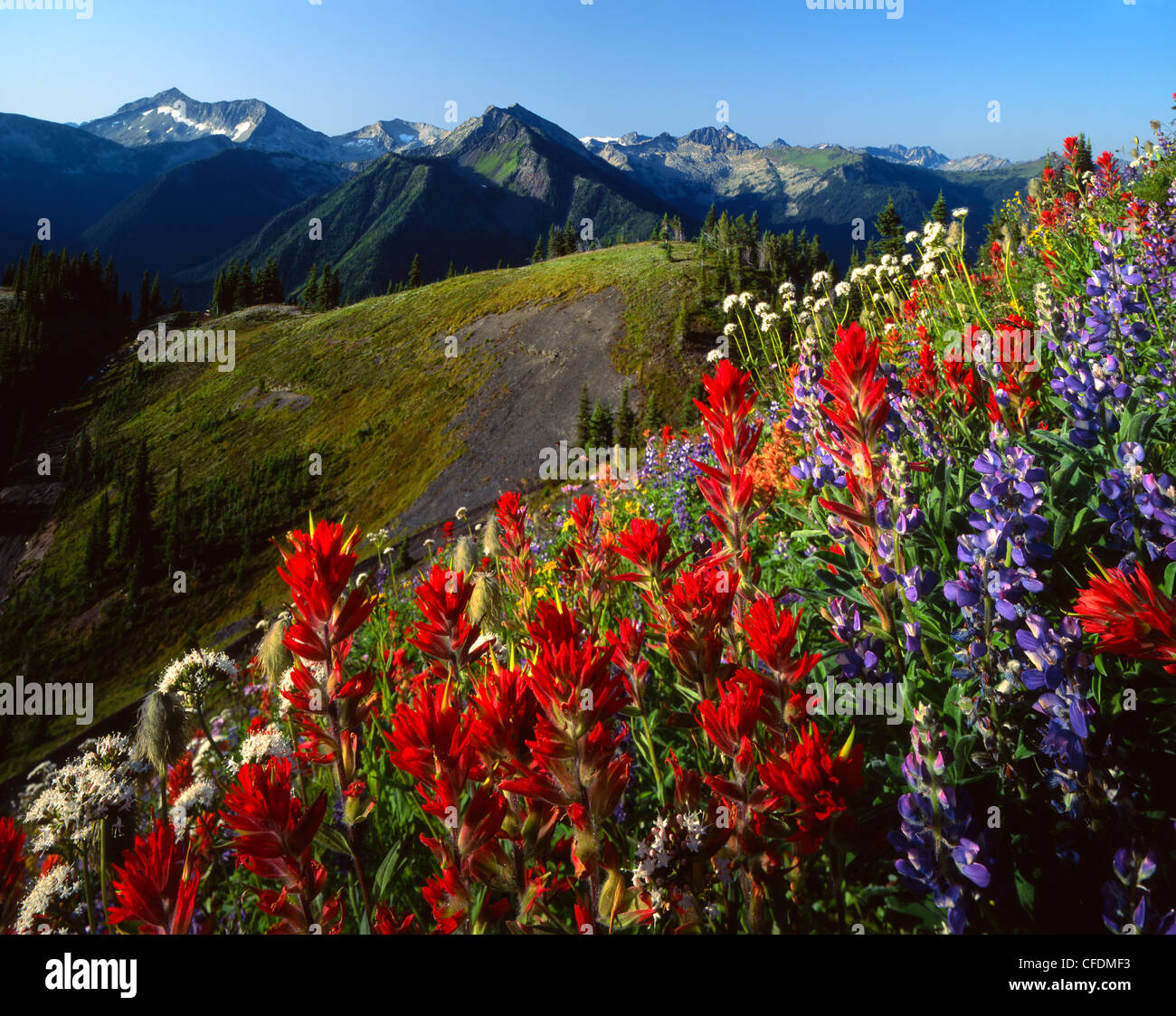 Selkirk Range alpine in bloom, near Cody, British Columbia, Canada ...