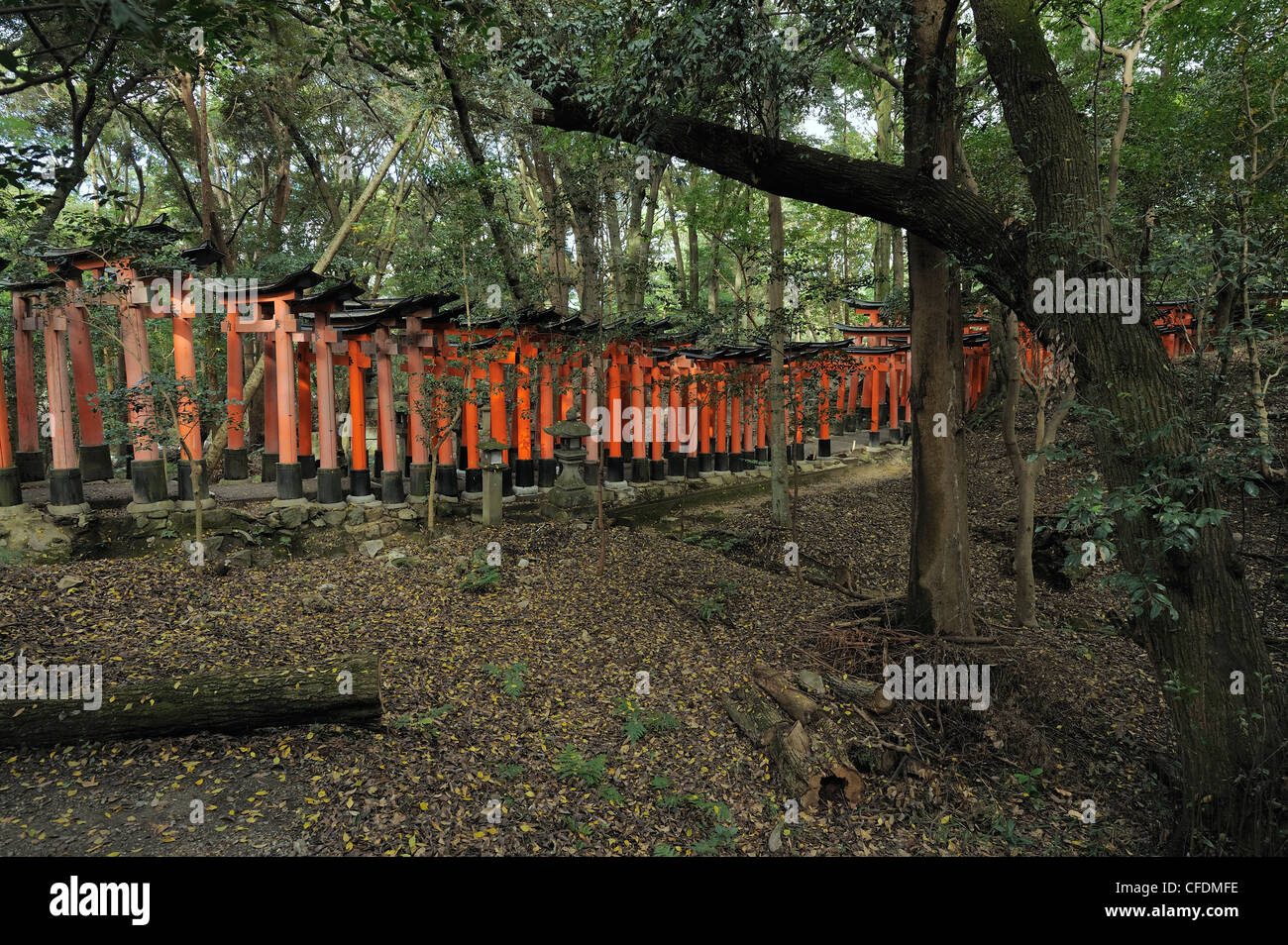 torii gates in forest at Fushimi Inari Shrine, Kyoto, Japan Stock Photo ...