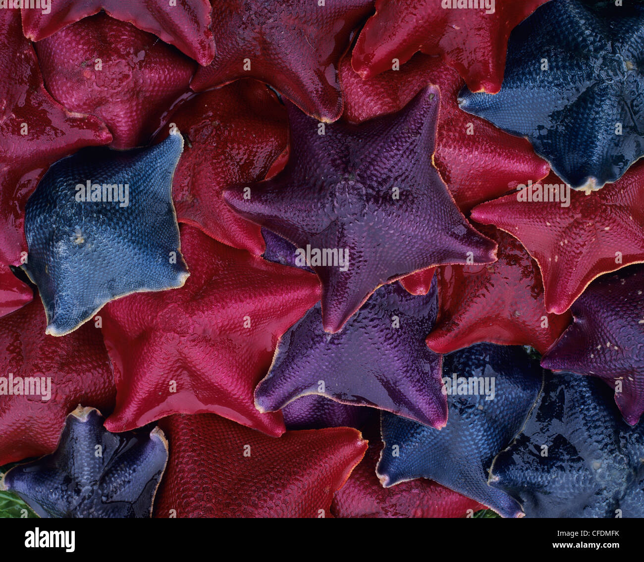 Bat stars canada hi-res stock photography and images - Alamy