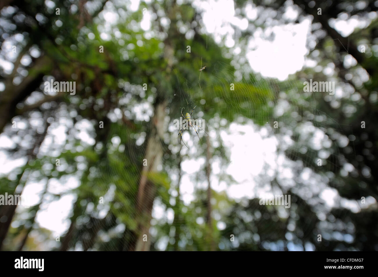 Japanese spiders hi-res stock photography and images - Alamy