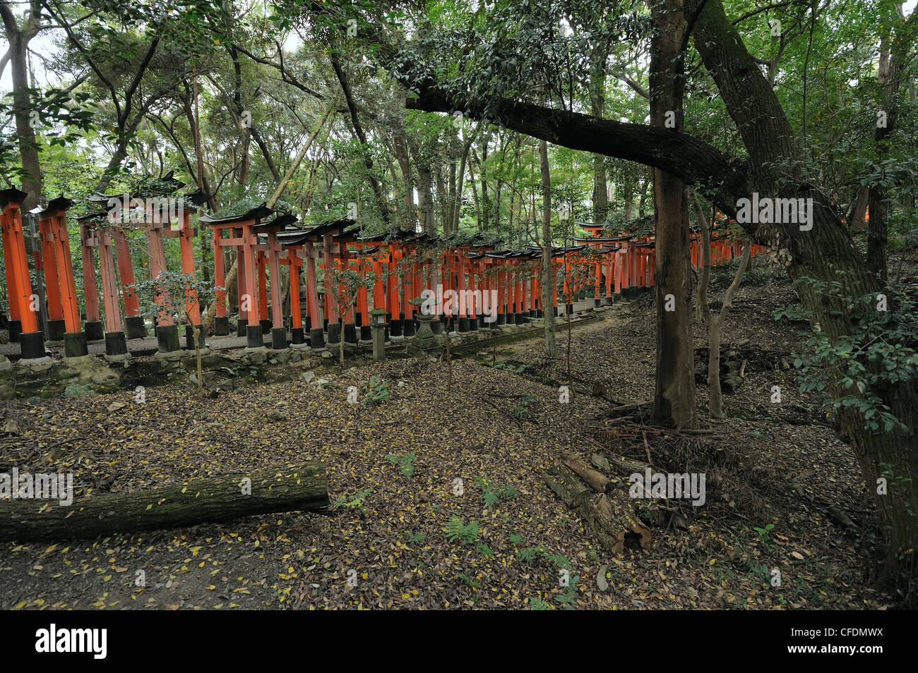 torii gates at Fushimi Inari Shrine, Kyoto, Japan Stock Photo - Alamy