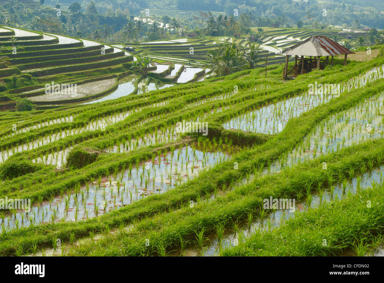 Rice fields, Bali Island, Indonesia, Southeast Asia, Asia Stock Photo ...