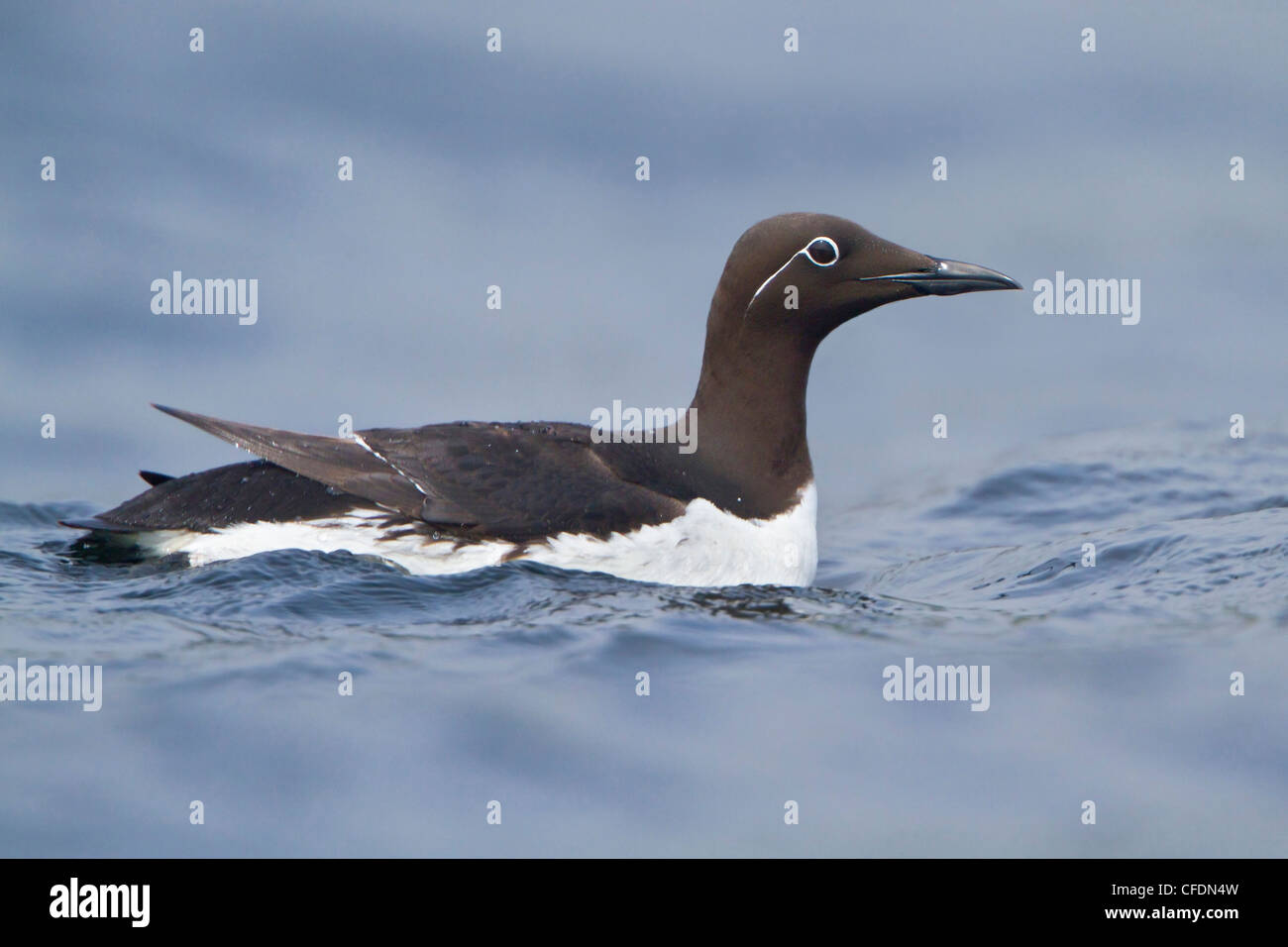 Common Murre (Uria aalge) swimming in the Atlantic Ocean off the coast ...
