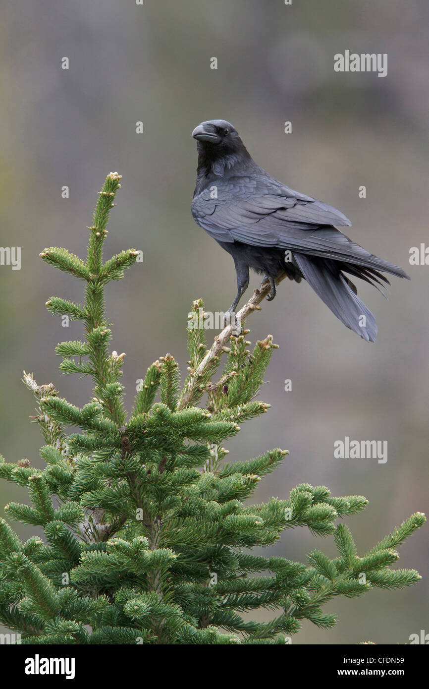 Closeup male common raven hi-res stock photography and images - Alamy