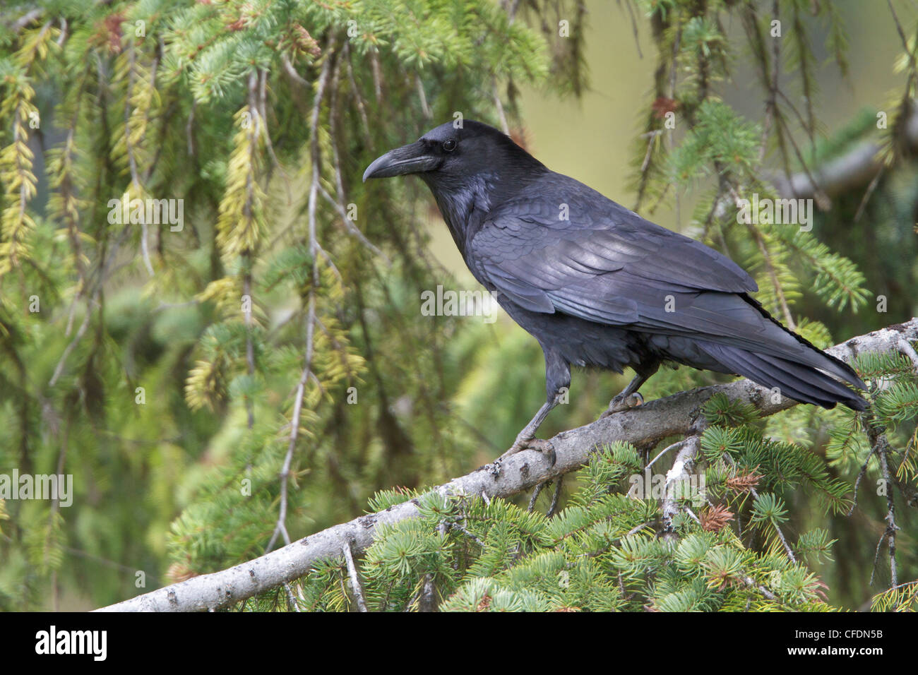 Side view raven on branch hi-res stock photography and images - Alamy
