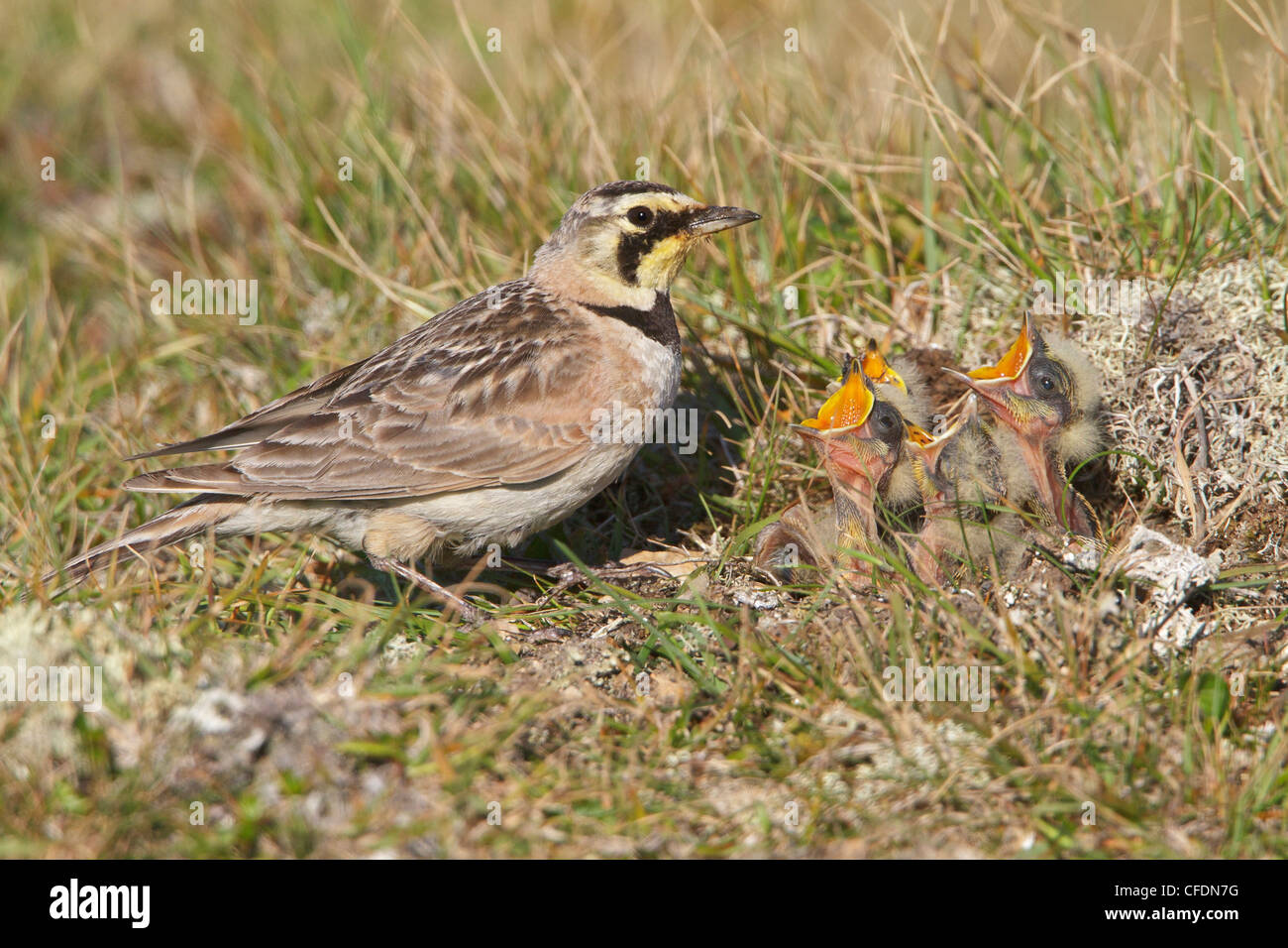Horned lark nest hi-res stock photography and images - Alamy