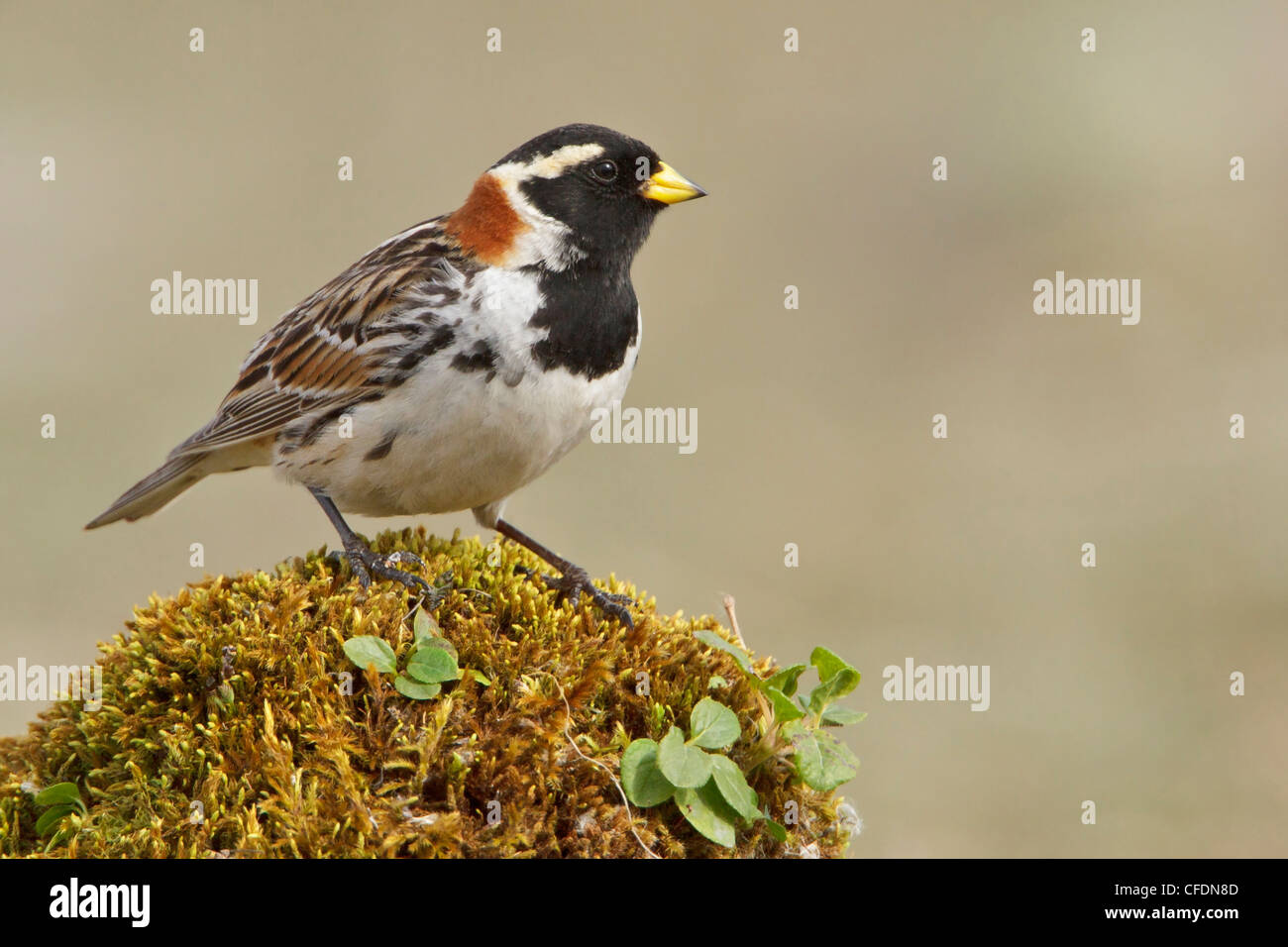 Lapland Longspur (Calcarius lapponicus) perched on the ground in ...