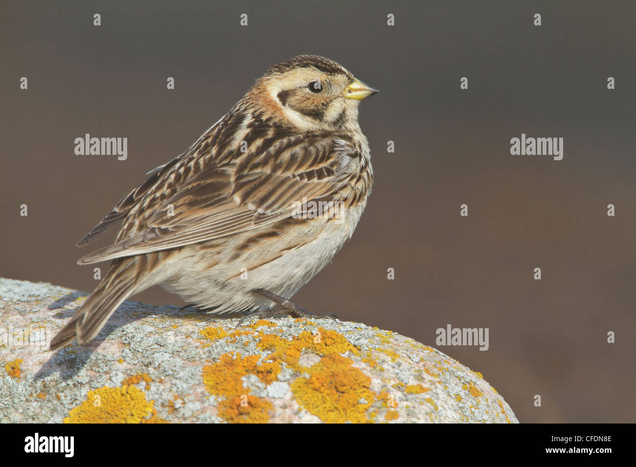 Lapland Longspur (Calcarius lapponicus) perched on a rock in Churchill ...