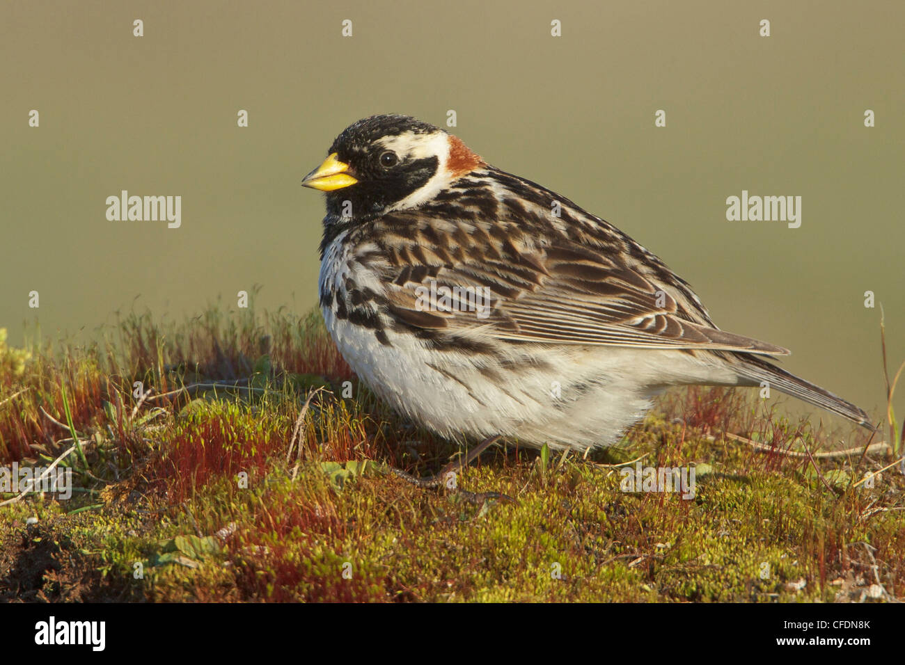 Lapland Longspur (Calcarius lapponicus) perched on the ground in ...