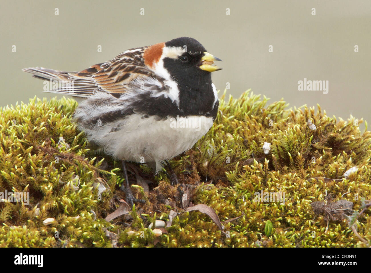 Lapland Longspur (Calcarius lapponicus) perched on the ground in ...