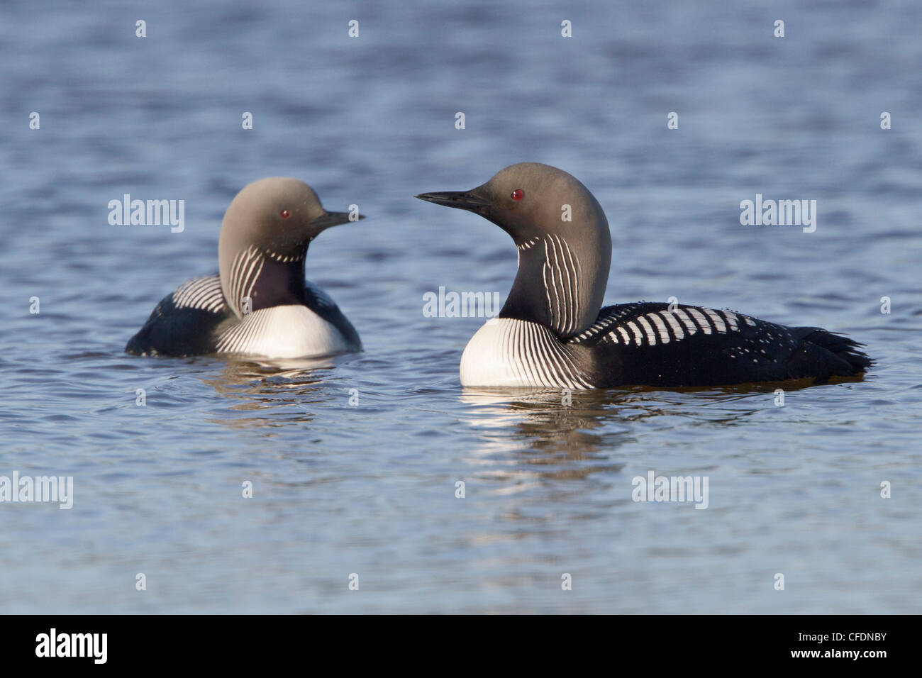 Pacific Loon (Gavia pacifica) swimming on a pond in Churchill, Manitoba ...