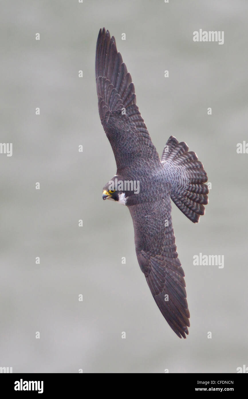 Peregrine falcon in flight hi-res stock photography and images - Alamy