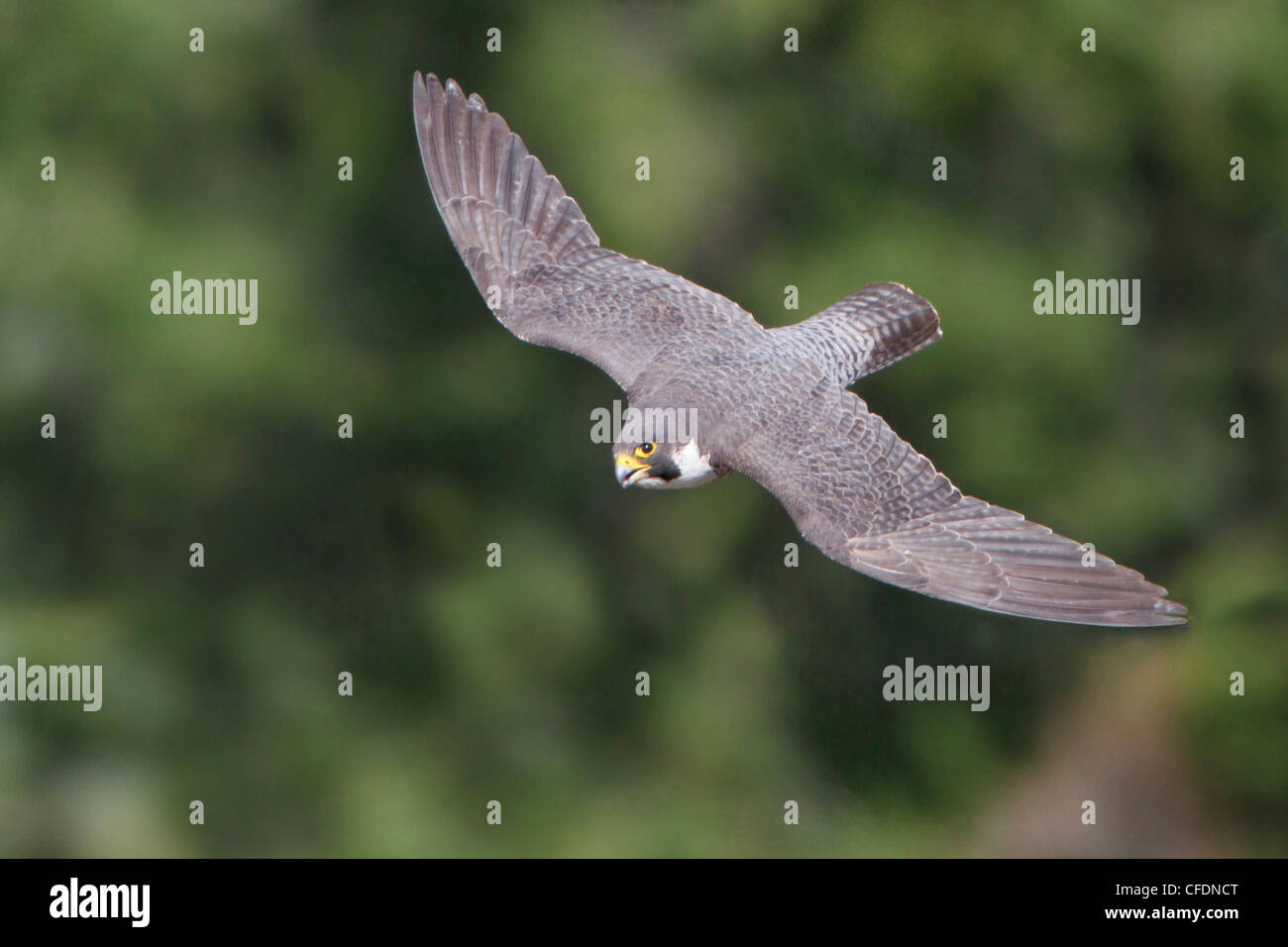 Peregrine Falcon (Falco peregrinus) flying in the interior of British ...