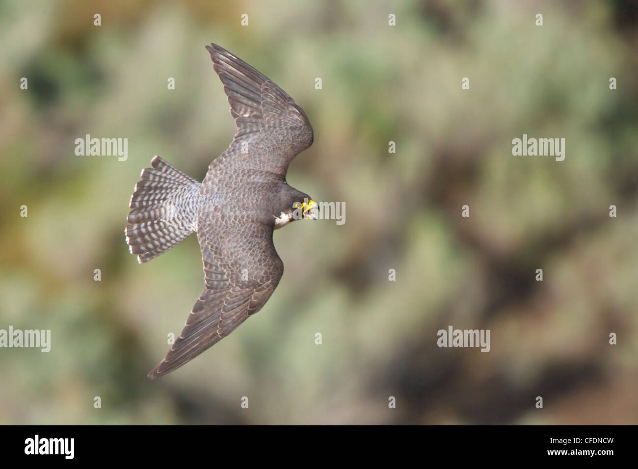 Peregrine Falcon (Falco peregrinus) perched in the interior of British ...