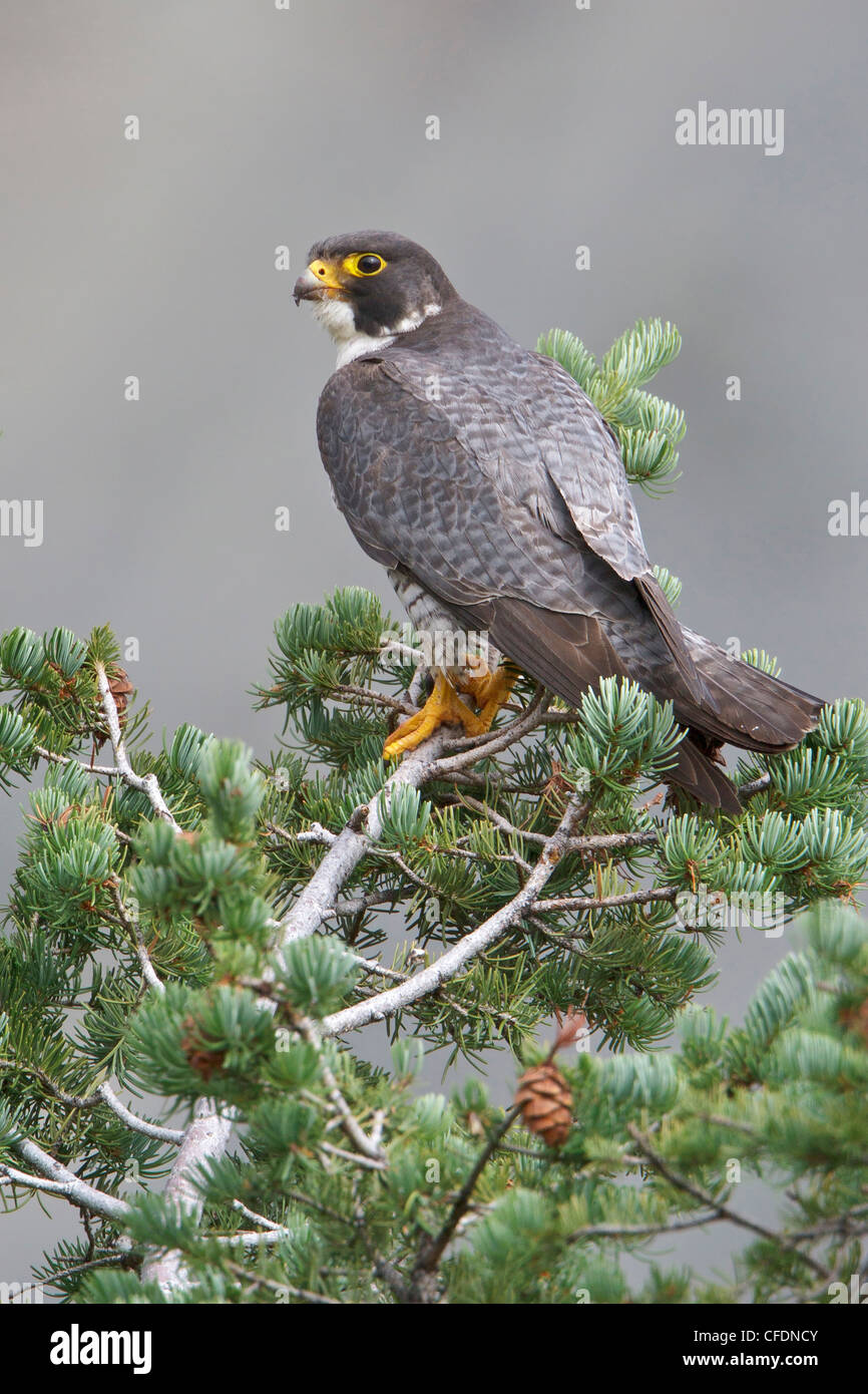 Peregrine Falcon (Falco peregrinus) perched in the interior of British ...