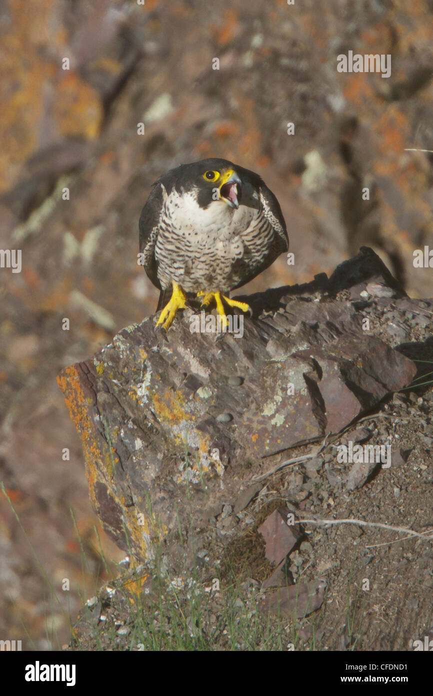 Peregrine Falcon (Falco peregrinus) perched in the interior of British ...