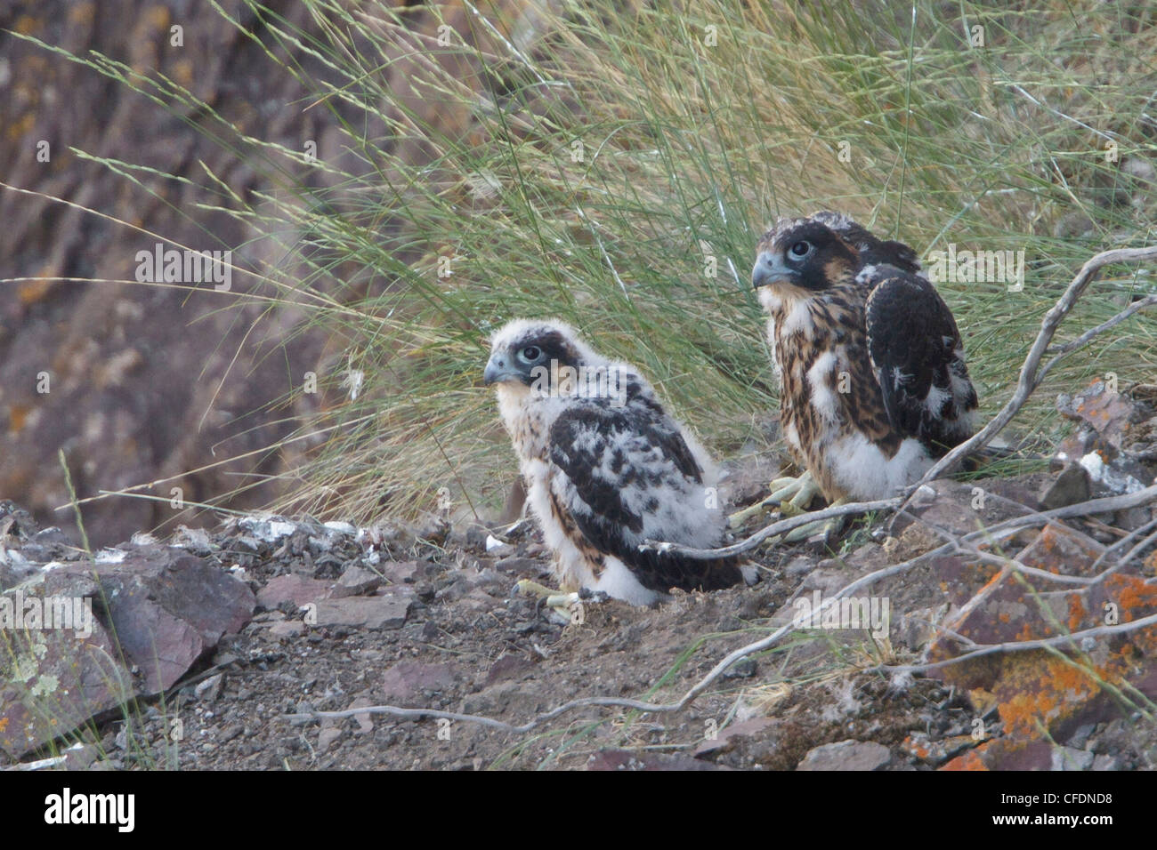 Peregrine Falcon (Falco peregrinus) perched in the interior of British ...