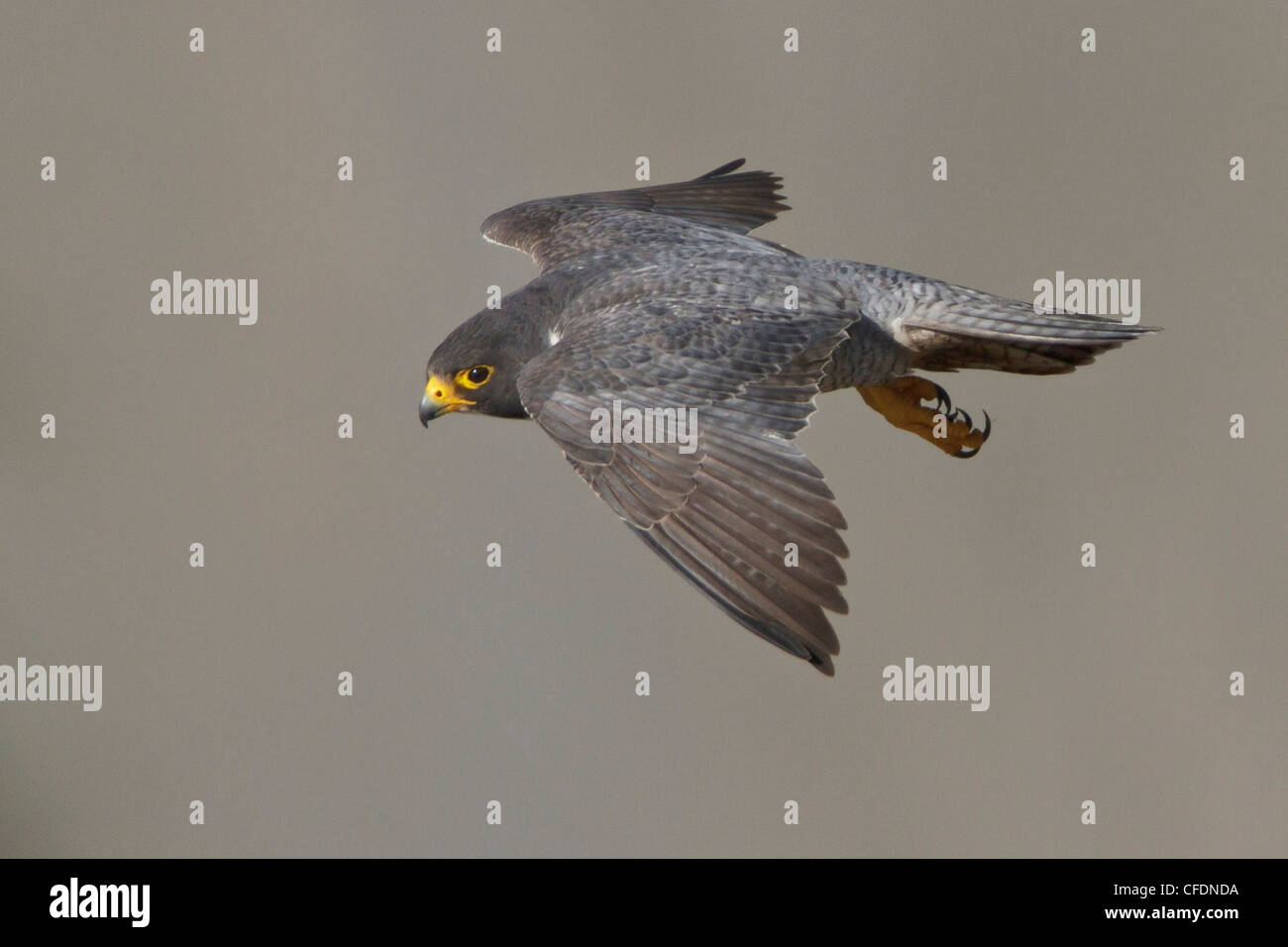 Peregrine Falcon (Falco peregrinus) flying in the interior of British ...