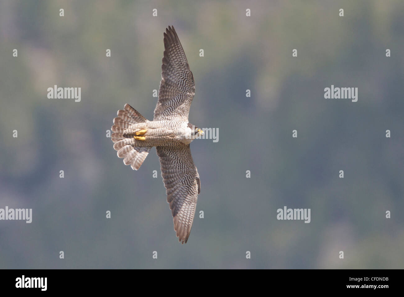 Peregrine Falcon (Falco peregrinus) flying in the interior of British ...