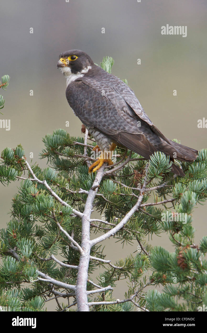Peregrine Falcon (Falco peregrinus) perched in the interior of British ...