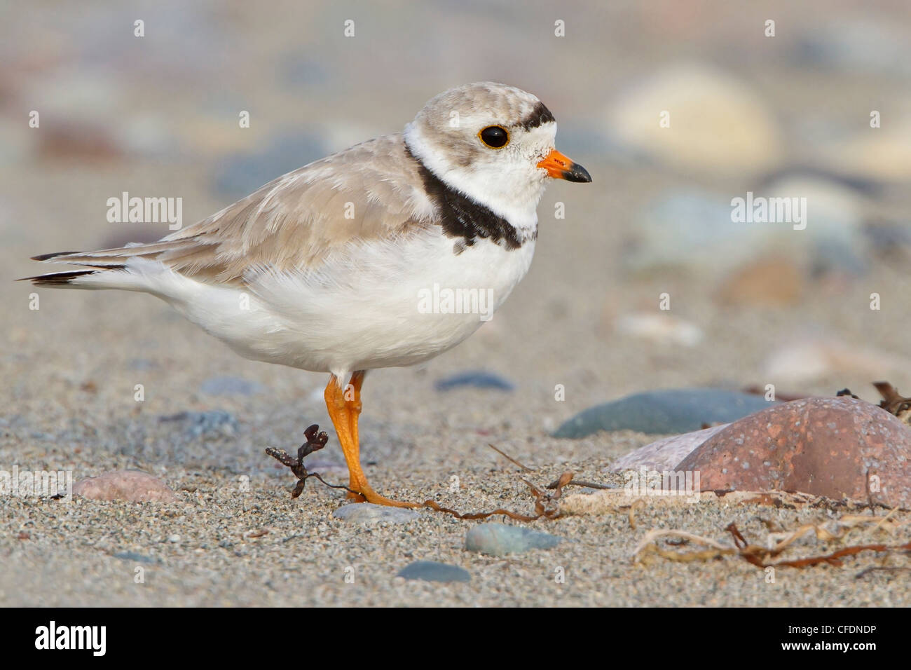 Piping plover hi-res stock photography and images - Alamy