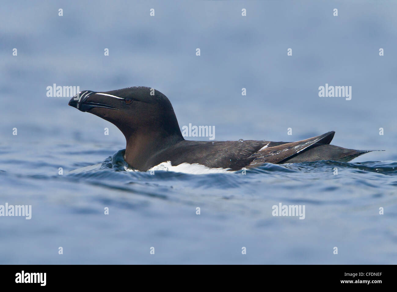Razorbill (Alca torda) swimming in the Atlantic Ocean off the coast of ...