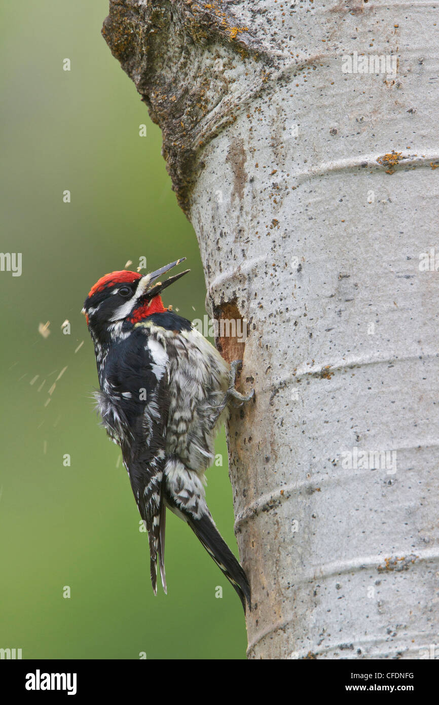 Sapsucker holes in tree hi-res stock photography and images - Alamy