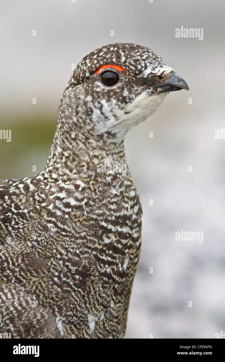 Rock Ptarmigan (Lagopus muta) in the alpine habitat of Gros Morne ...
