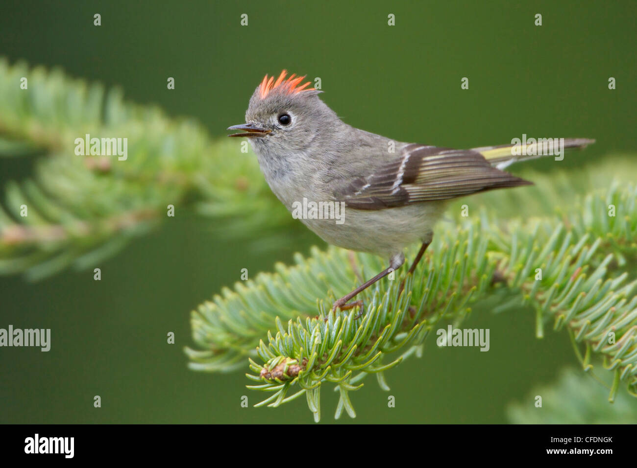Ruby-crowned Kinglet (Regulus calendula) perched on a branch in the ...