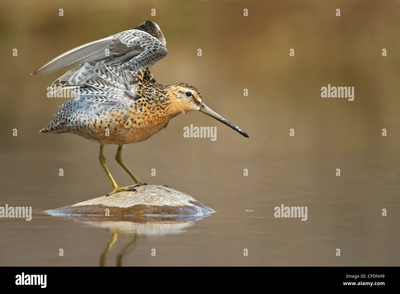 Short billed dowitcher hi-res stock photography and images - Alamy