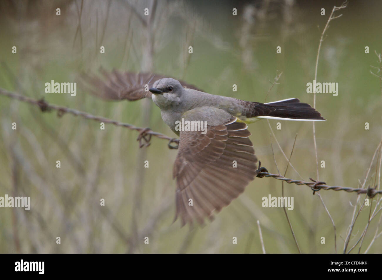 Western Kingbird (Tyrannus verticalis) perched on a wire in the ...