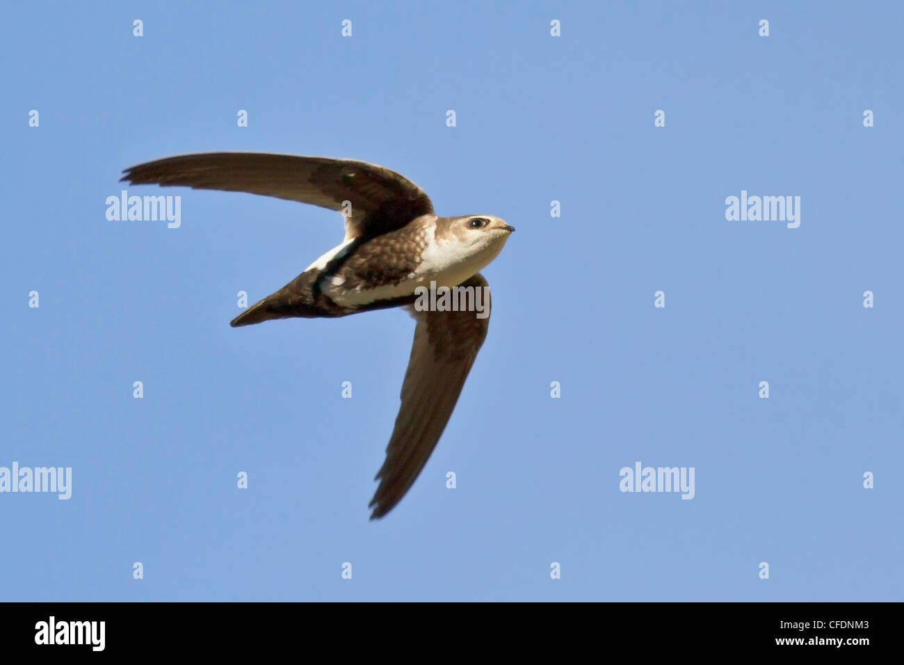 Swift Bird High Resolution Stock Photography and Images - Alamy
