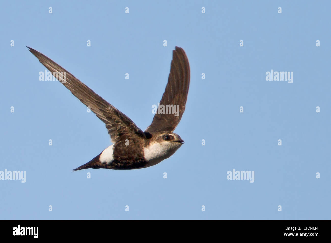 Swift bird hi-res stock photography and images - Alamy