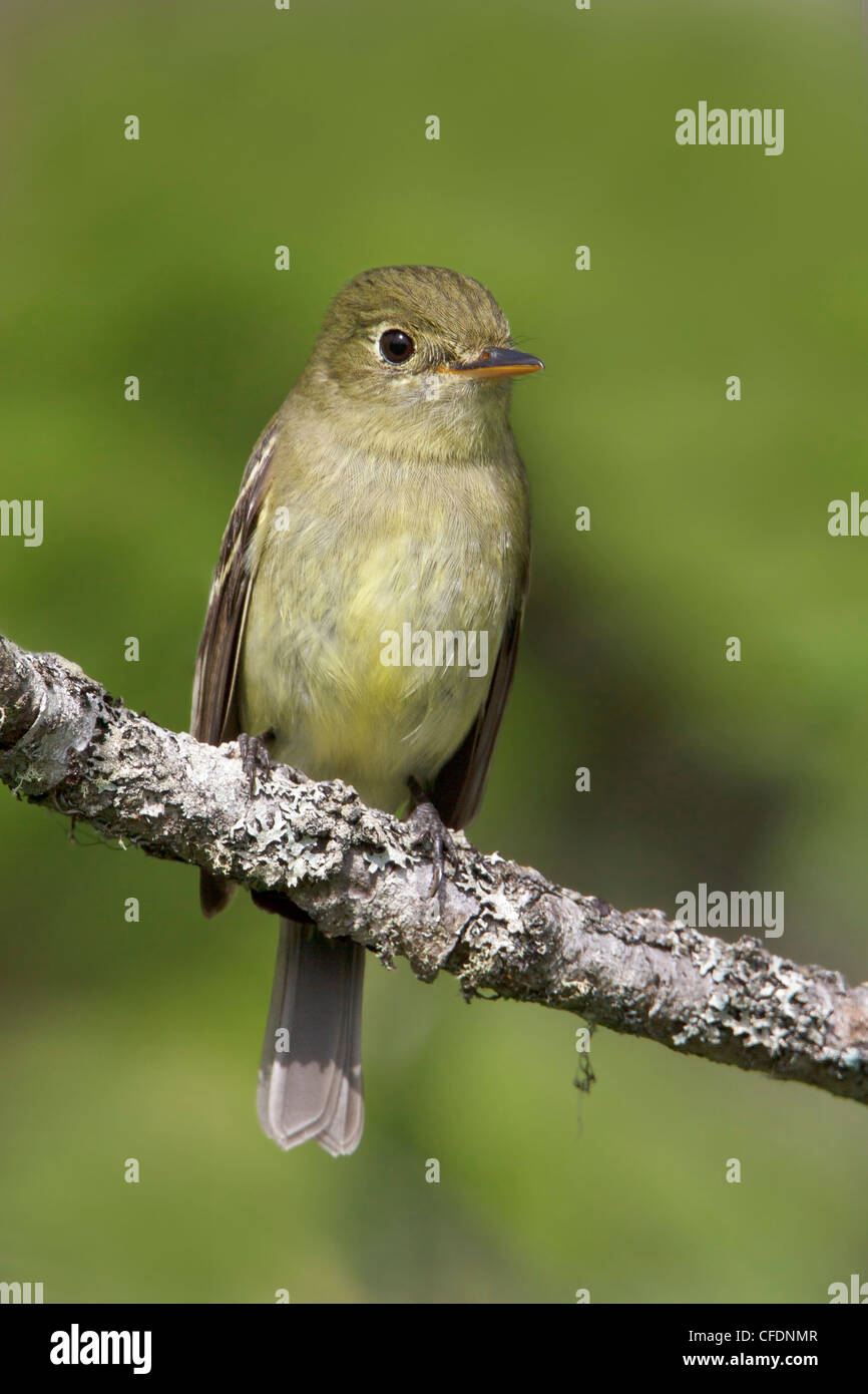 Yellow bellied flycatcher hi-res stock photography and images - Alamy
