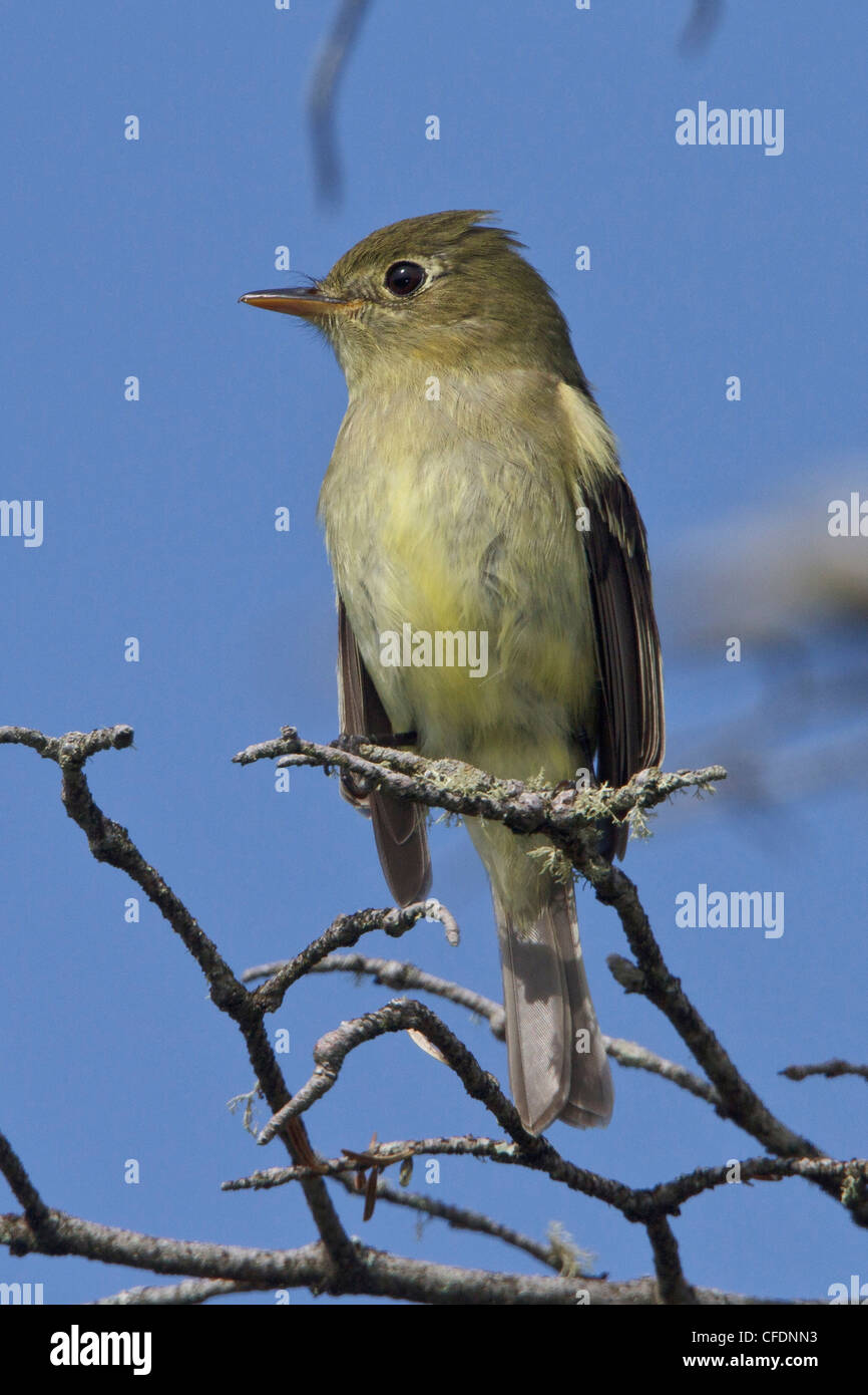 Juvenile Yellow Bellied Flycatcher