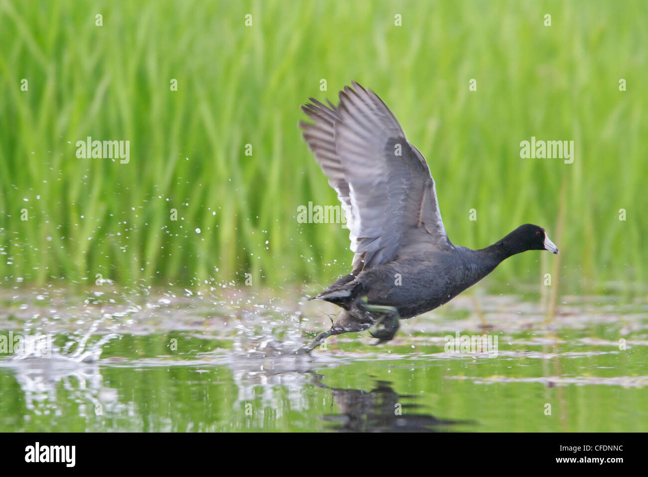 Fulicamericana hi-res stock photography and images - Alamy
