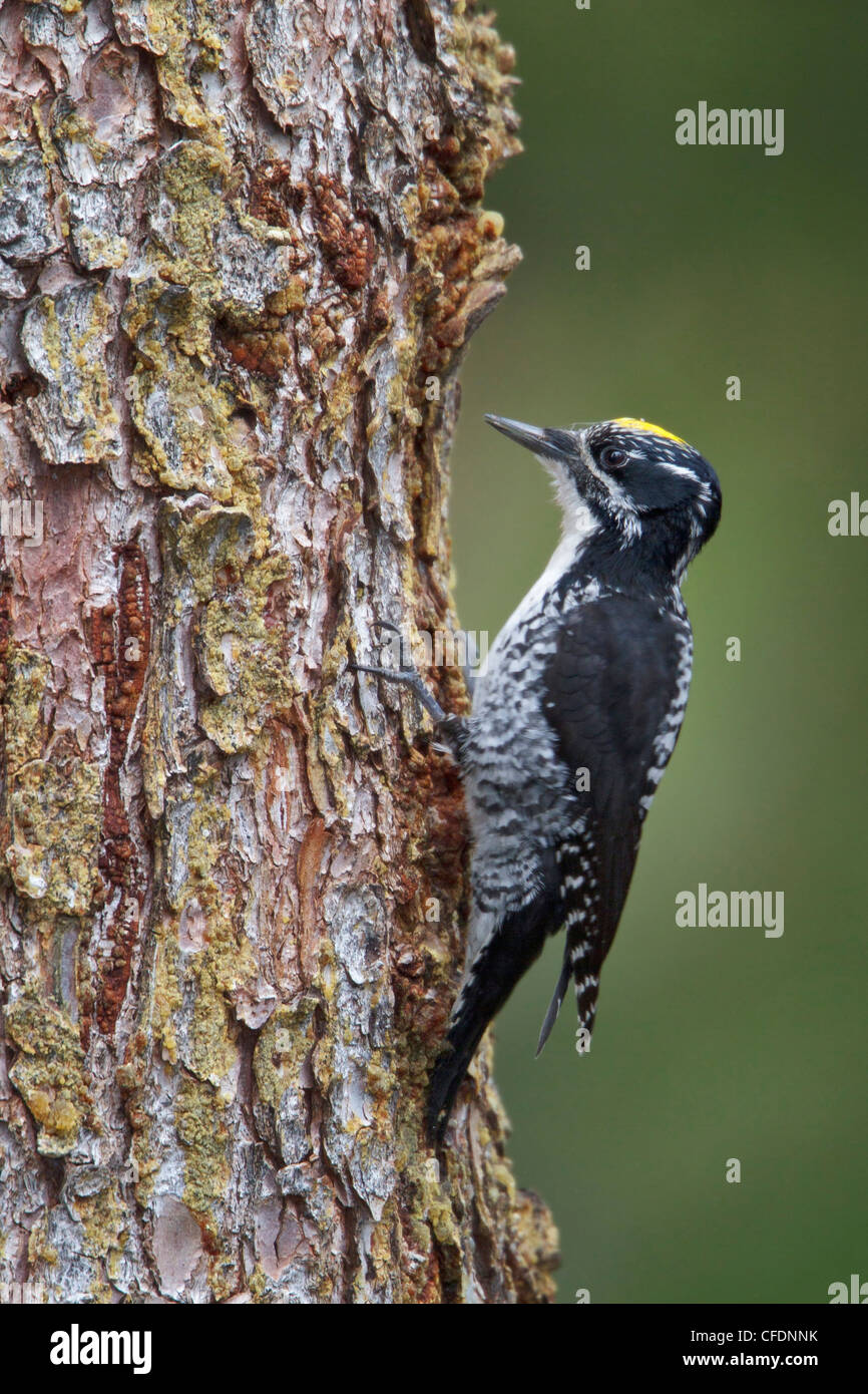 American Three Toed Woodpecker