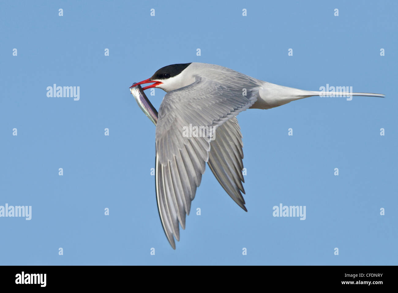 Arctic terns flight canada hi-res stock photography and images - Alamy