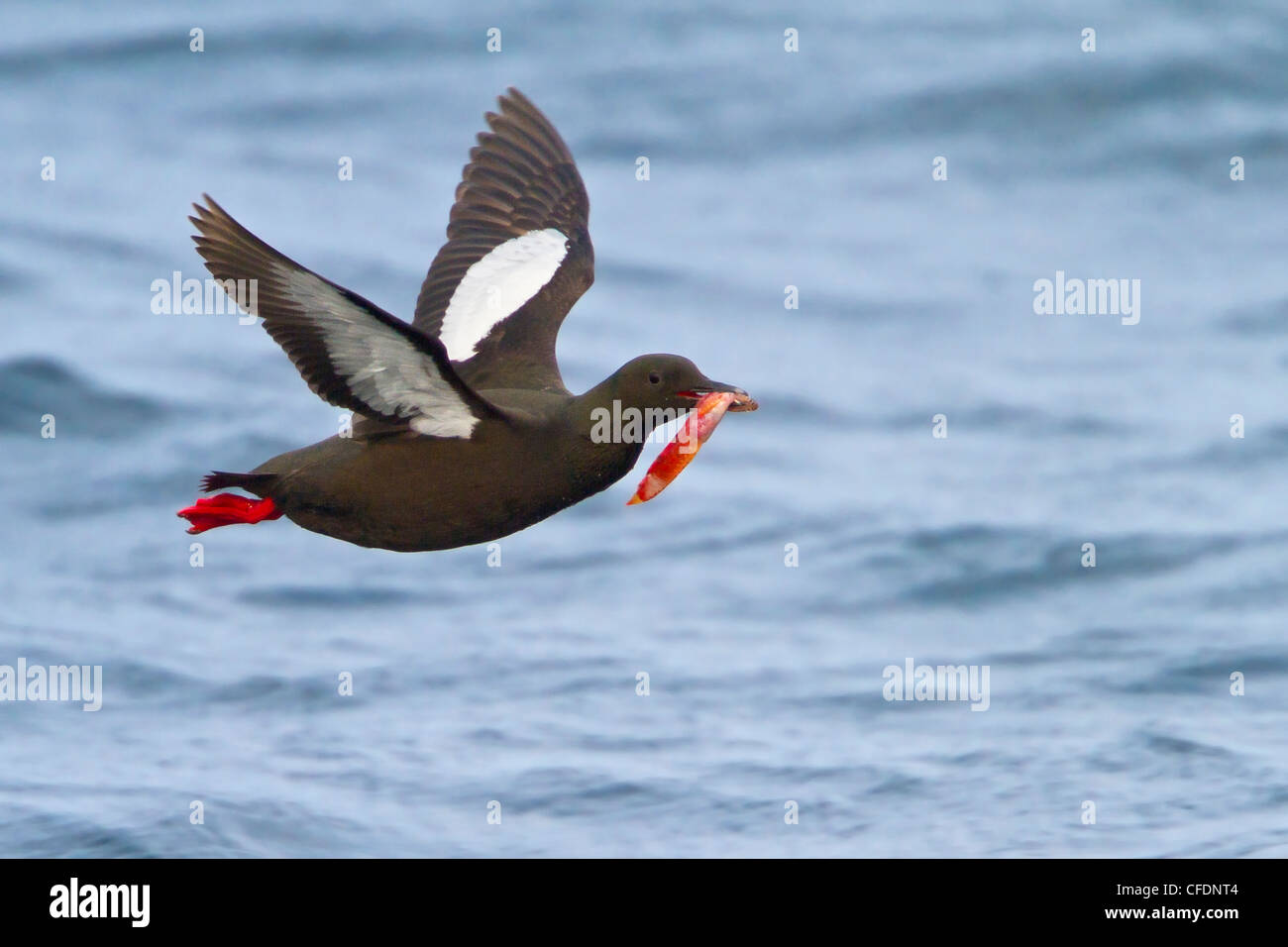 Black Guillemot (Cepphus grylle) flying along the coastline of ...