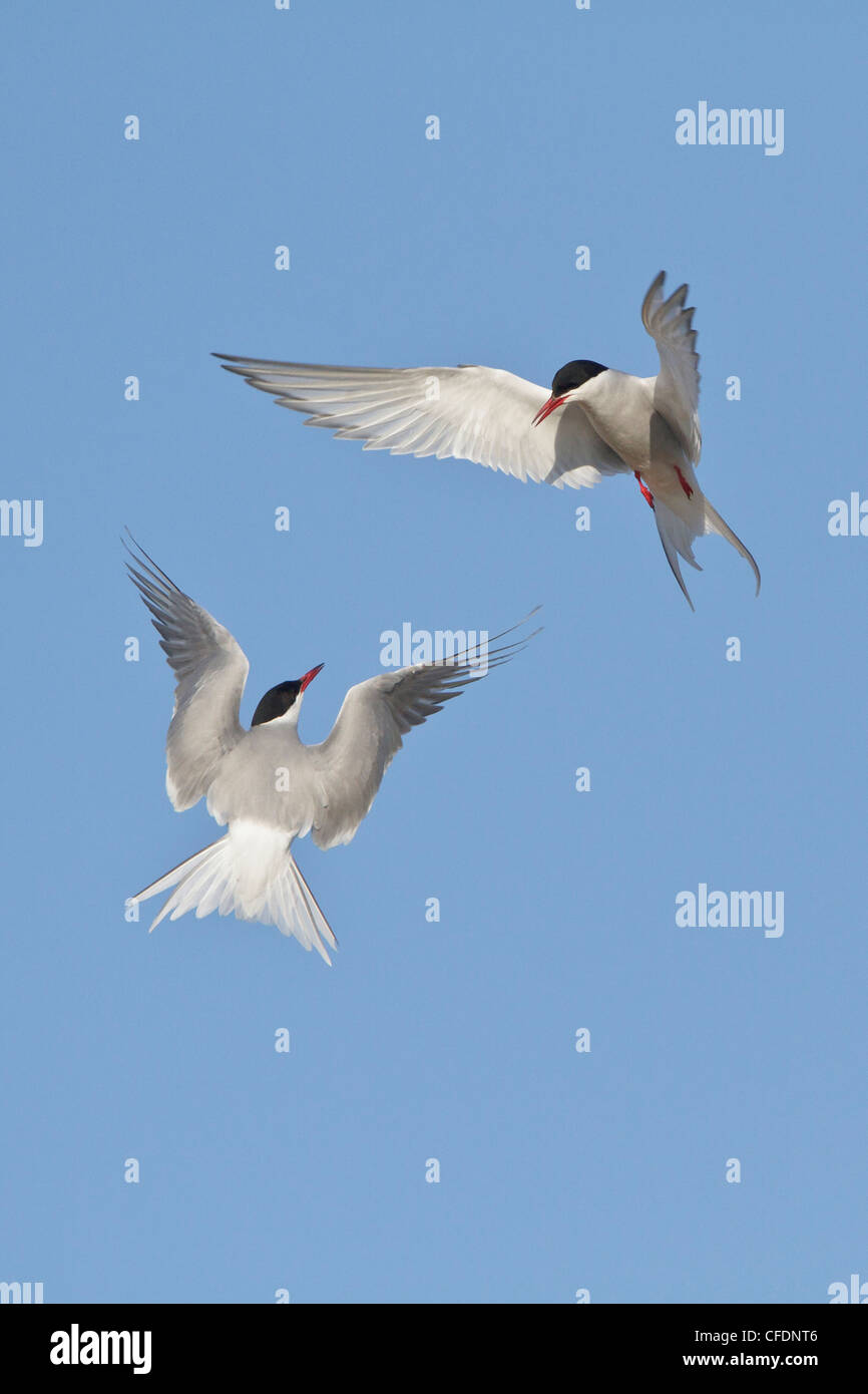 Arctic terns flight canada hi-res stock photography and images - Alamy