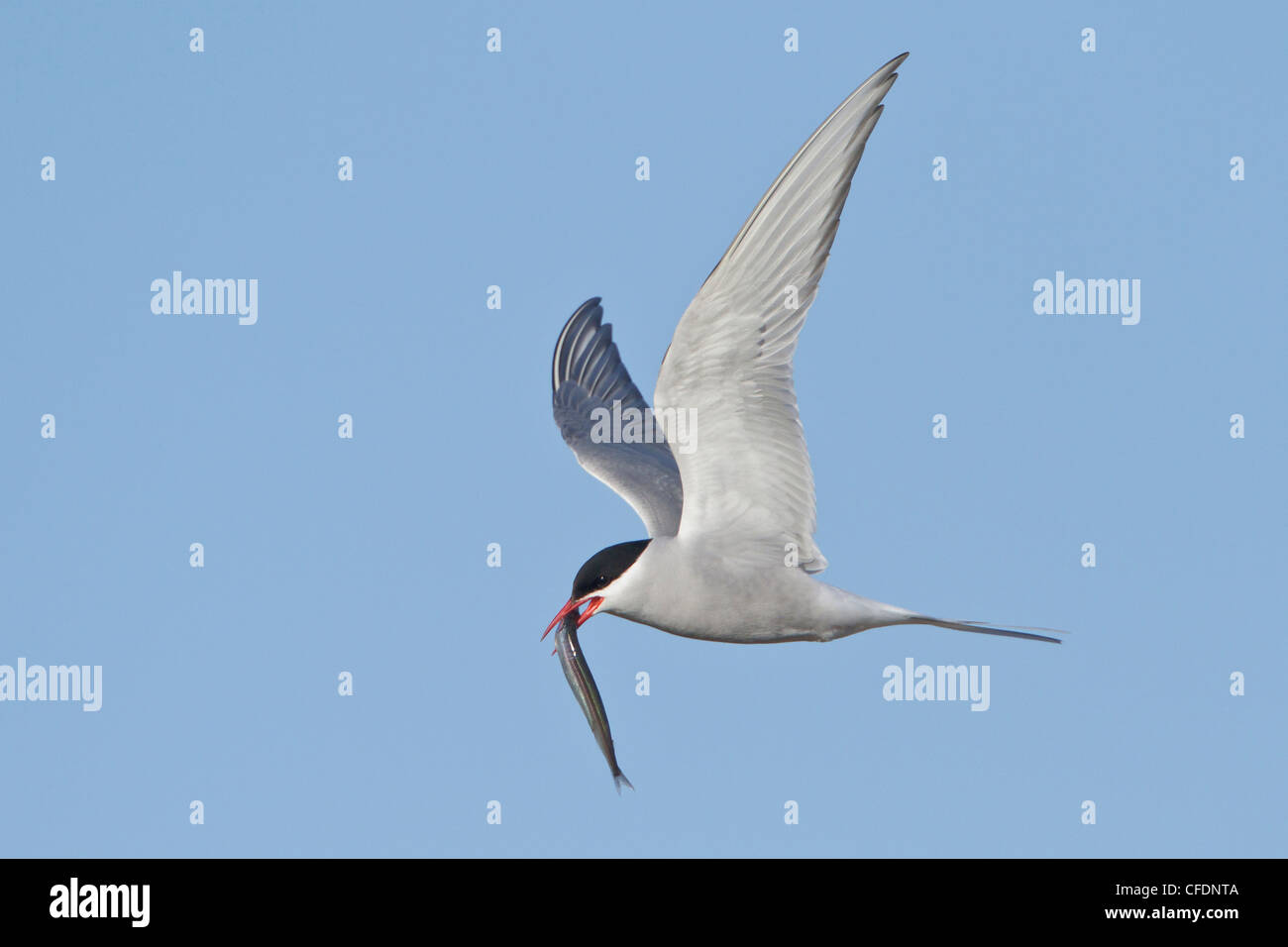 Arctic terns flight canada hi-res stock photography and images - Alamy