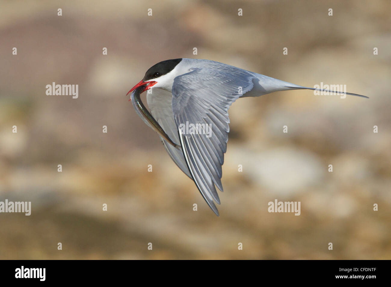 Arctic terns flight canada hi-res stock photography and images - Alamy