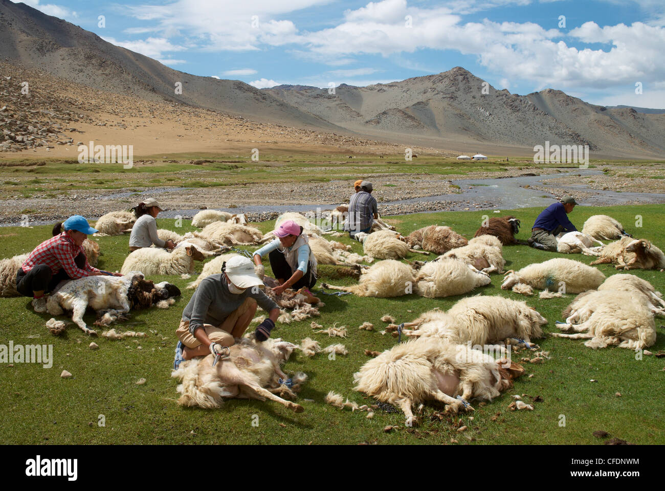 Mongolian nomads shearing sheep, Region of Bayan Ulgii, Mongolia ...