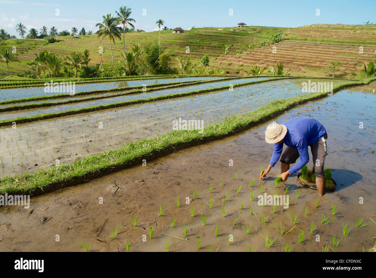 Rice fields, Bali, Indonesia, Southeast Asia, Asia Stock Photo - Alamy