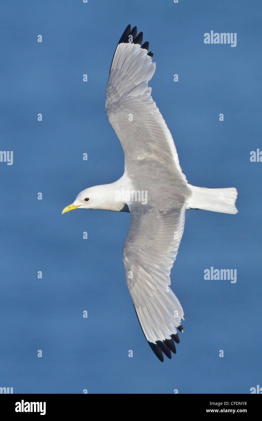 Gulls flying midair hi-res stock photography and images - Alamy