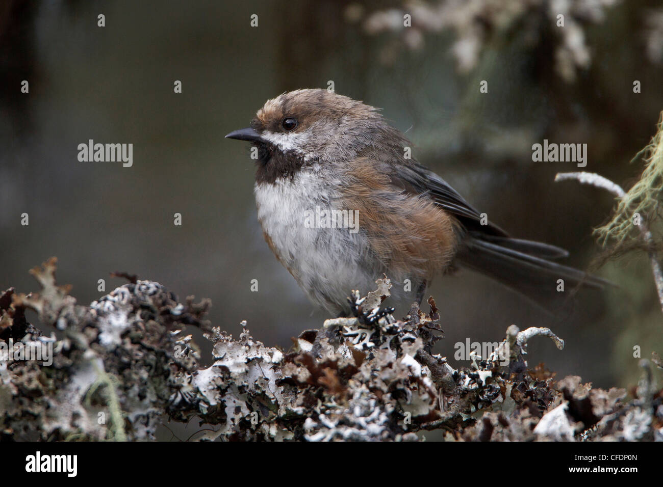 Profile of a chickadee hi-res stock photography and images - Alamy