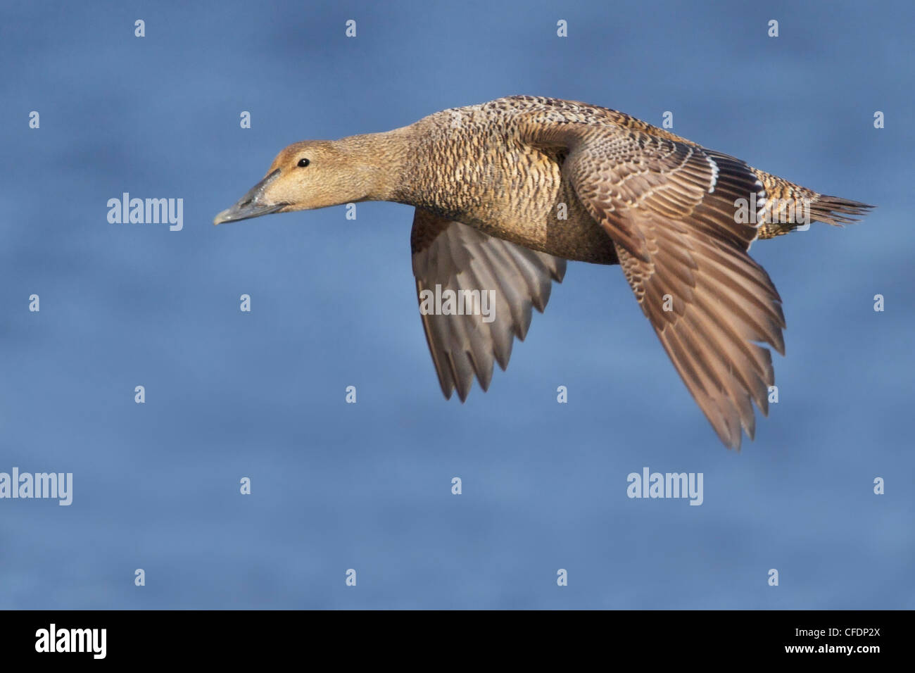 Flying eiders hi-res stock photography and images - Alamy