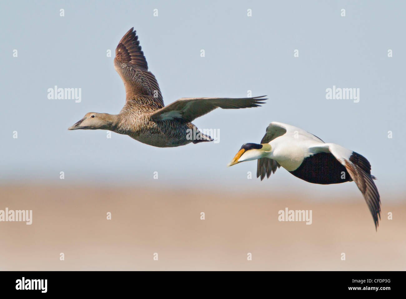Flying eiders hi-res stock photography and images - Alamy